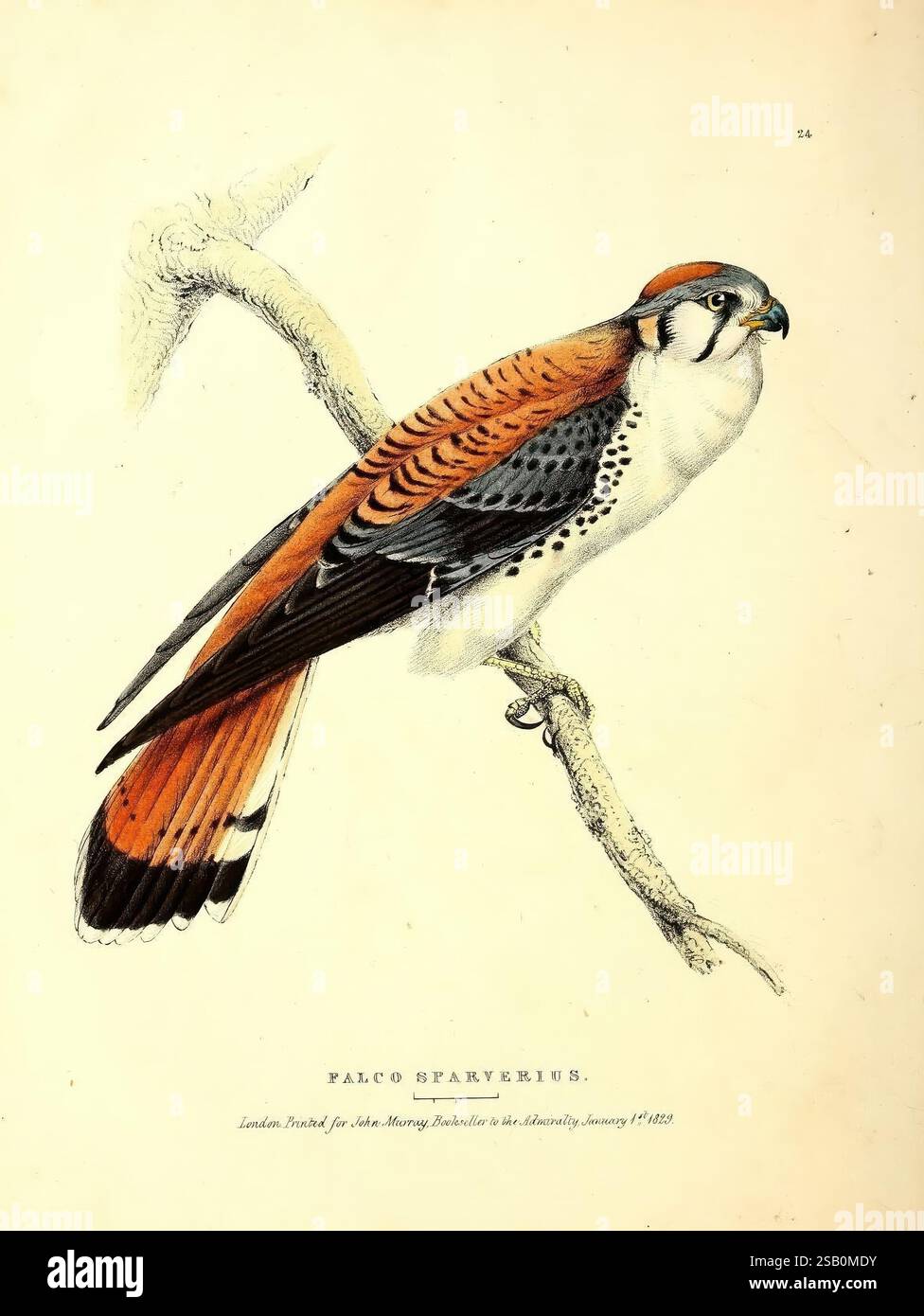 Falcons elegant posture hi-res stock photography and images - Alamy