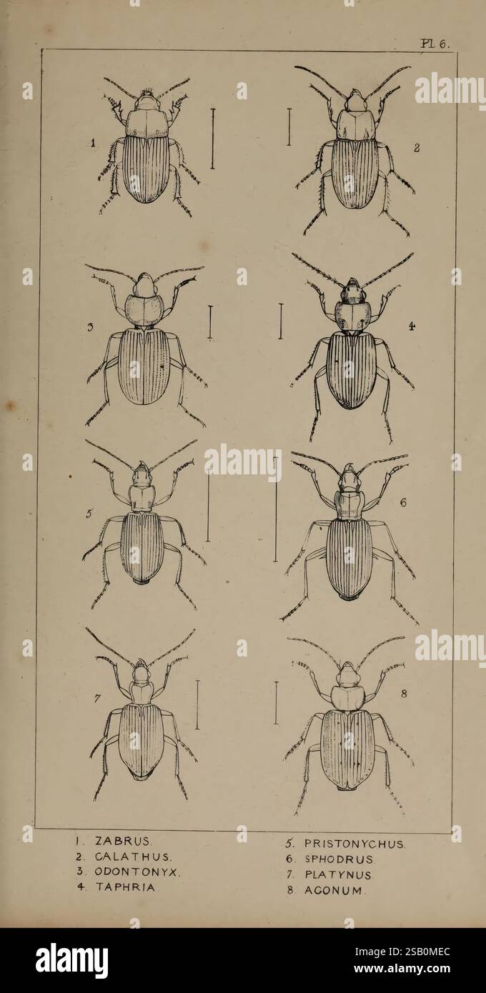 Calathus cisteloides hi-res stock photography and images - Alamy