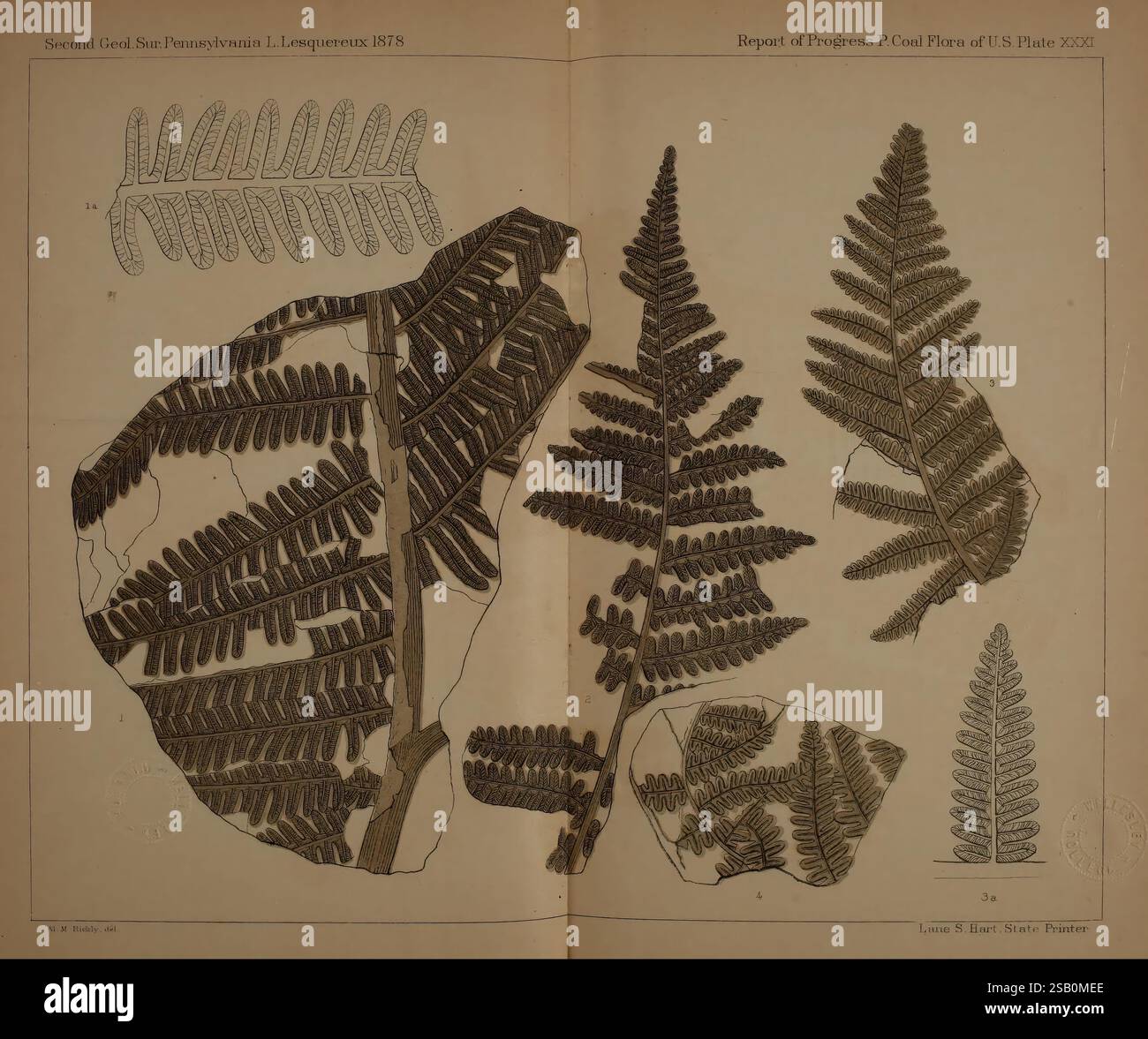 Carboniferous paleobotany fossil stories hi-res stock photography and ...