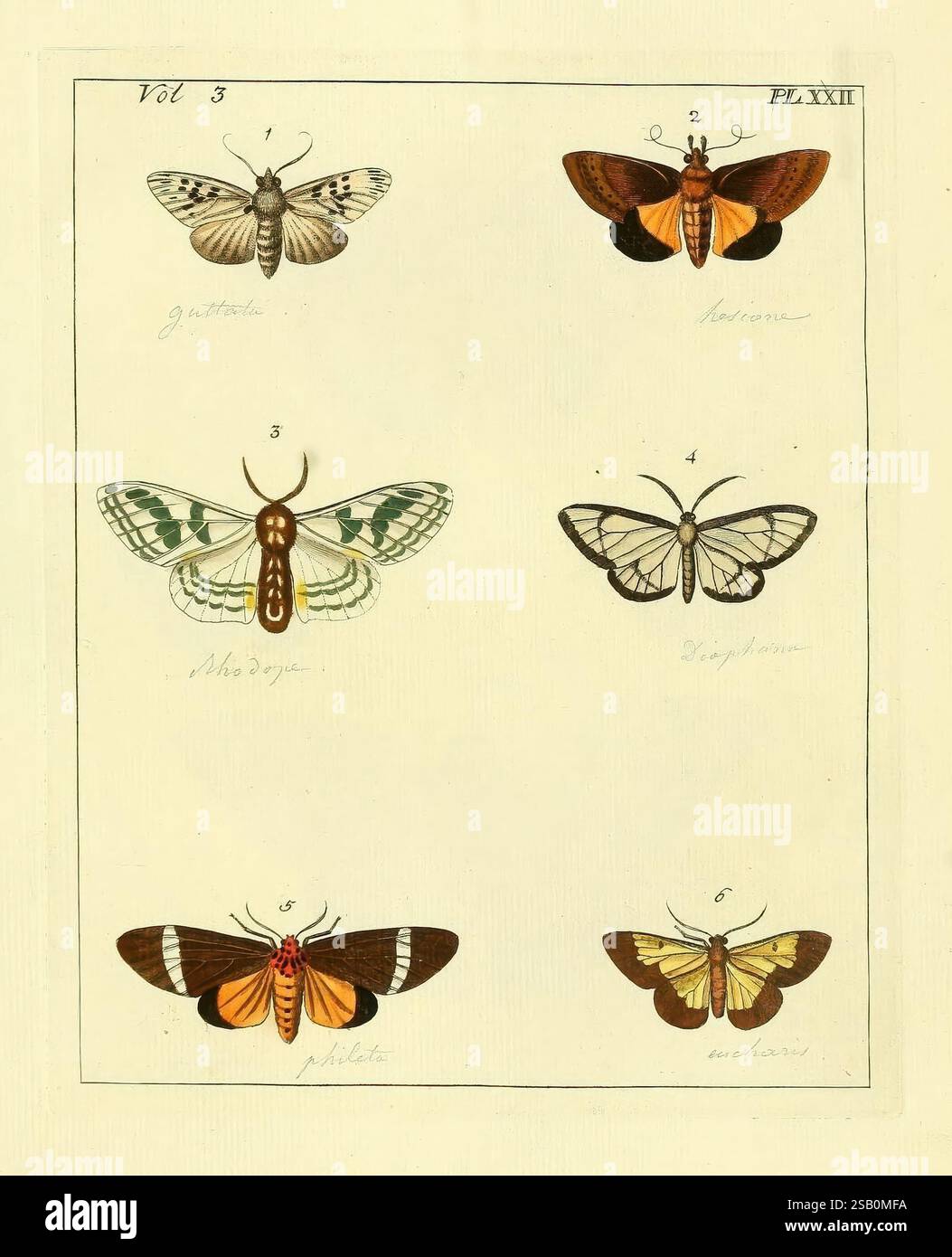 Displays two moths hi-res stock photography and images - Alamy