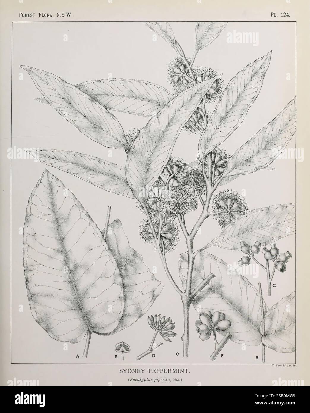 The forest flora of New South Wales, Sydney, W. A. Gullick, 1902-1925 ...