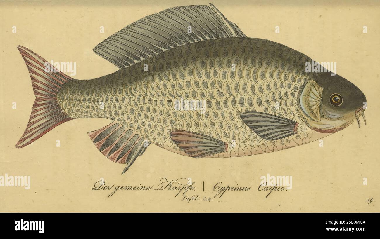 Bavaria fishes germany pictorial works fish hi-res stock photography ...