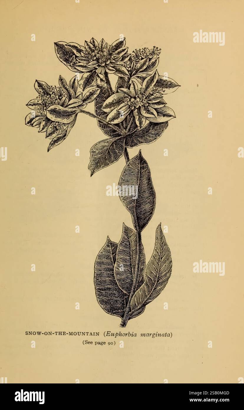 Harper's guide to wild flowers, New York, 1912, United States ...