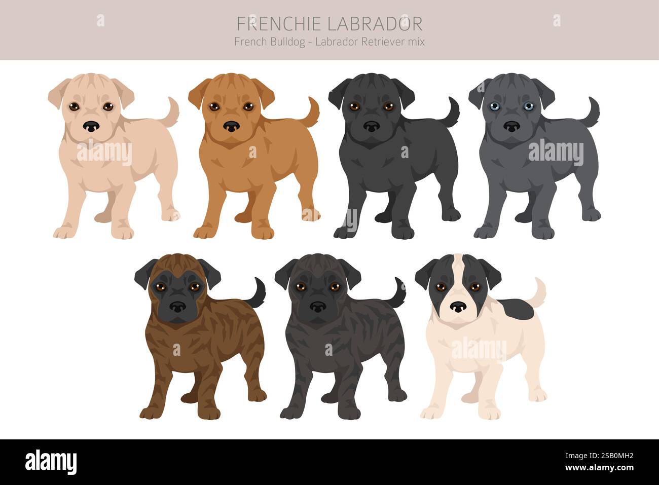 Frenchie Labrador clipart. French Bulldog - Labrador Retriever mix. All ...