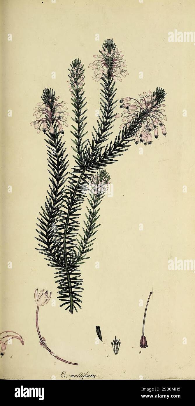 The heathery, or A monograph of the genus Erica, London, Henry G. Bohn ...