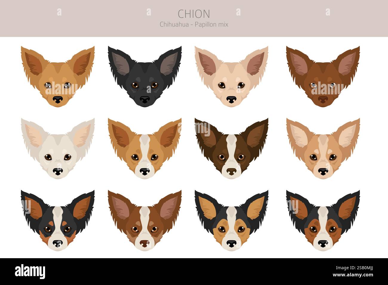 Chion clipart. Chihuahua Papillon mix. Different coat colors set ...
