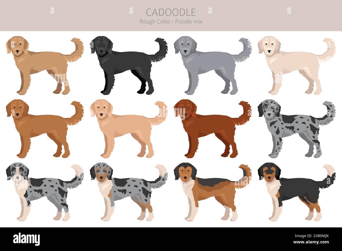 Cadoodle clipart. Rough Collie Poodle mix. Different coat colors set ...