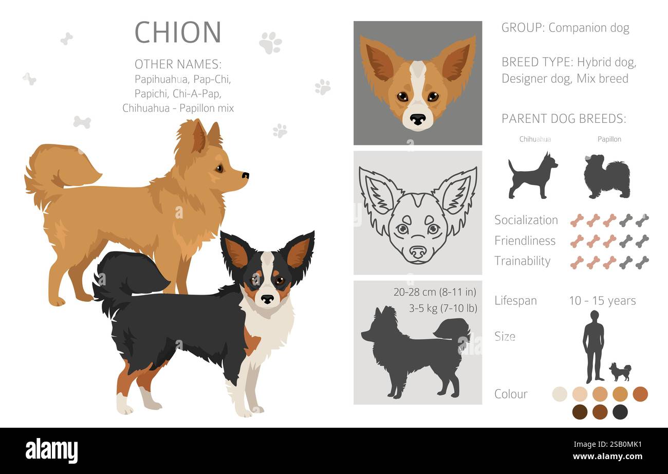 Chion clipart. Chihuahua Papillon mix. Different coat colors set ...