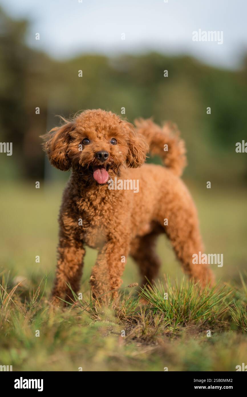 A playful brown toy poodle dog with its tongue sticking out. Happy ...
