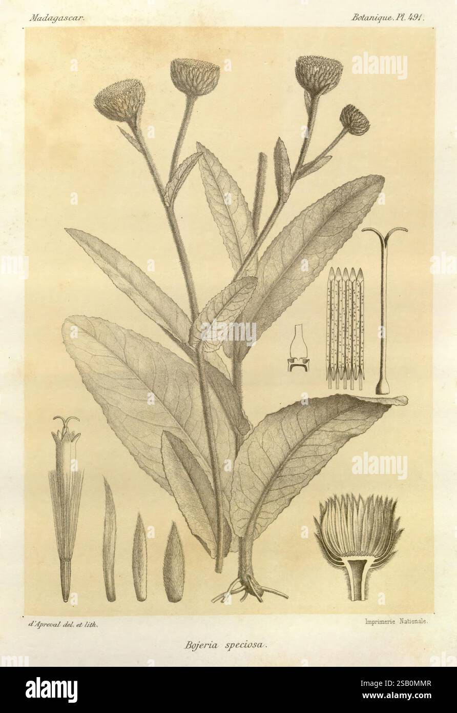 Histoire physique, naturelle, et politique de Madagascar Paris, Impr ...