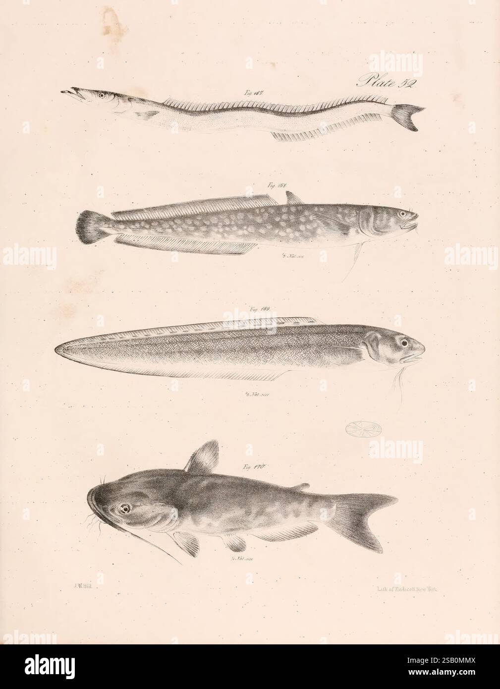Zoology of New York, Albany, W. & A. White & J. Visscher, 1842-44 ...