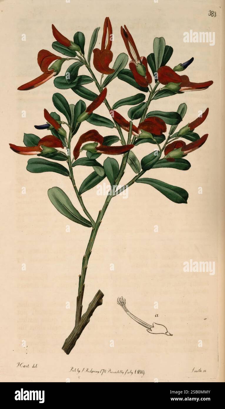 The Botanical Register London Printed for James Ridgway 1815-1828 1815 ...