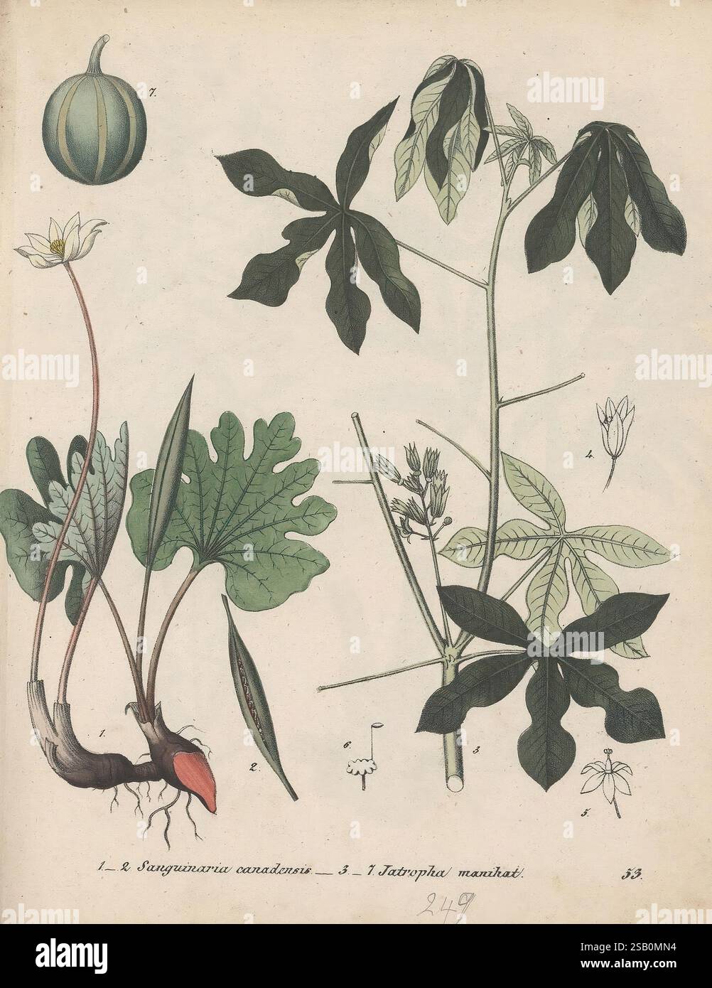 Characteristic basal leaves hi-res stock photography and images - Alamy