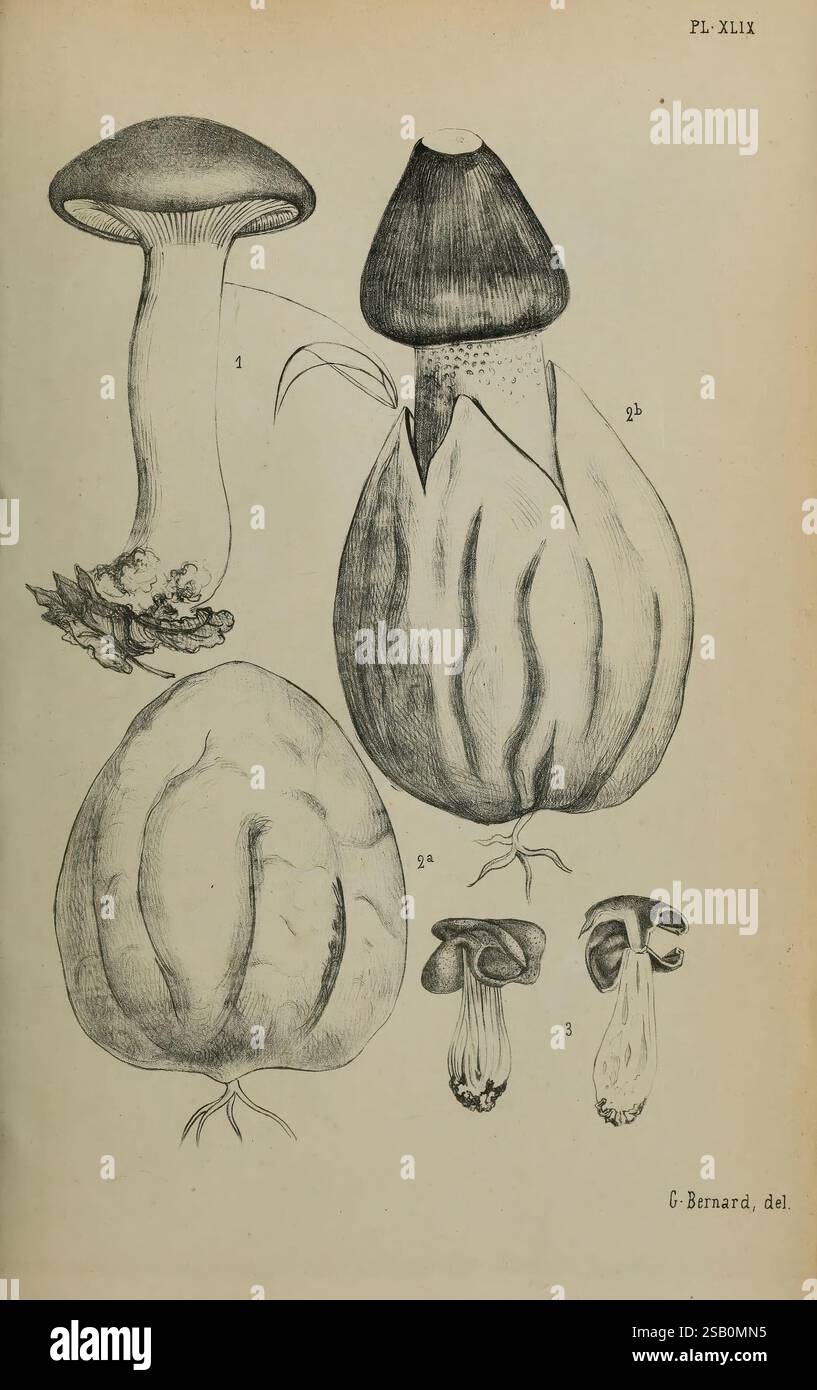 Annales de la Société des Sciences Naturelles de la Charente-Maritime ...