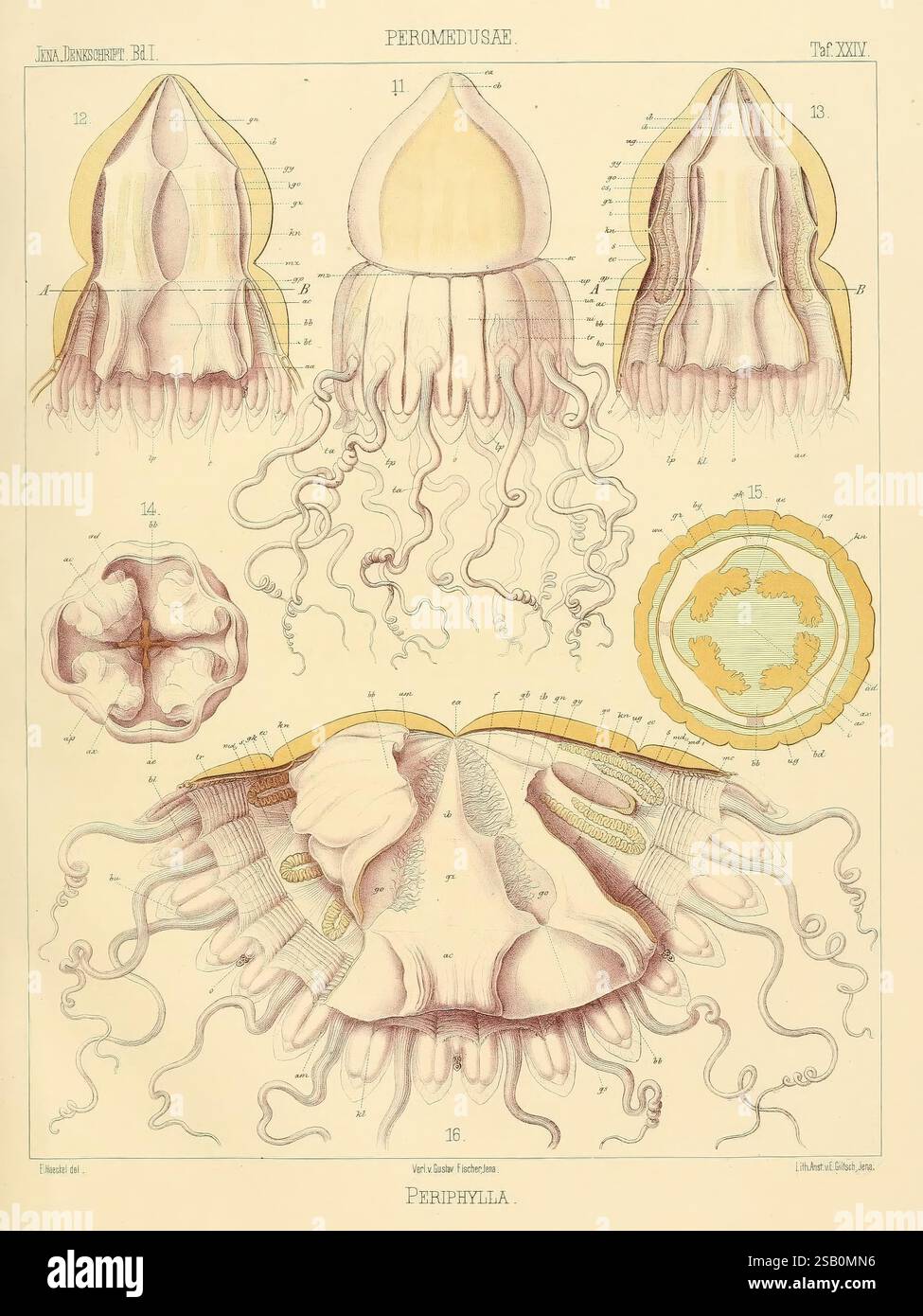 Monographie der Medusen Jena G. Fischer 1879-1881 jellyfishes ...