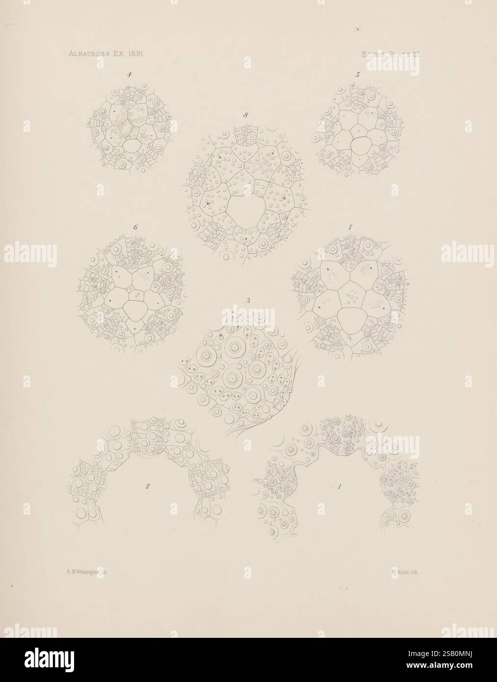 Memoirs of the Museum of Comparative Zoology, at Harvard College ...