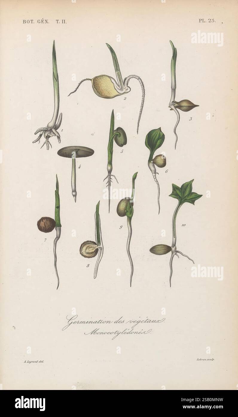 Depicting different seed types hi-res stock photography and images - Alamy