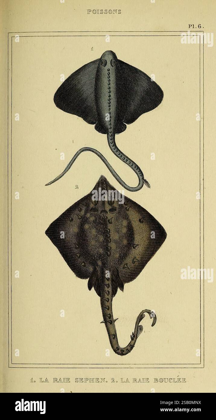 Oeuvres du comte de Lacépède, Paris, P. Duménil, 1836, Natural history ...