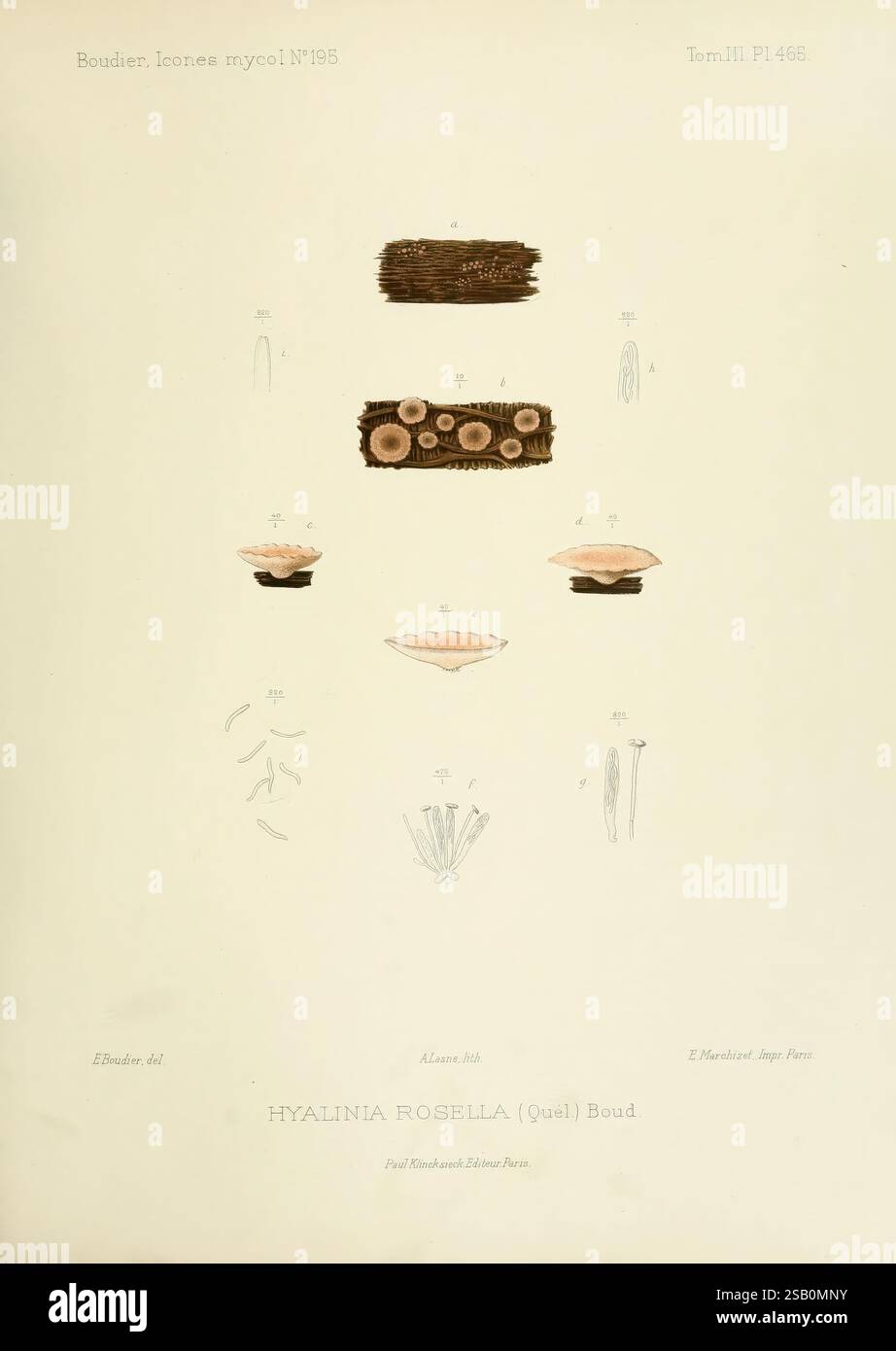 1905 1910 discomycetes france fungi mushrooms hi-res stock photography ...