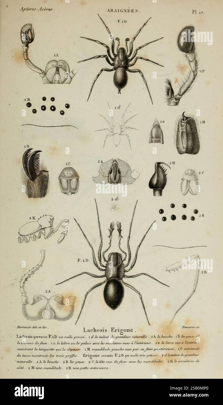 Histoire naturelle des insectes. Aptères. Paris, Librairie ...