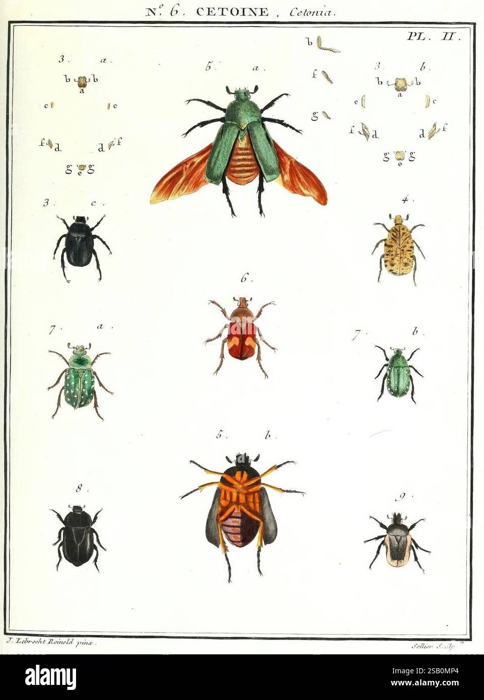 Entomologie ou Histoire naturelle des insectes, Paris, Imp. Baudouin ...