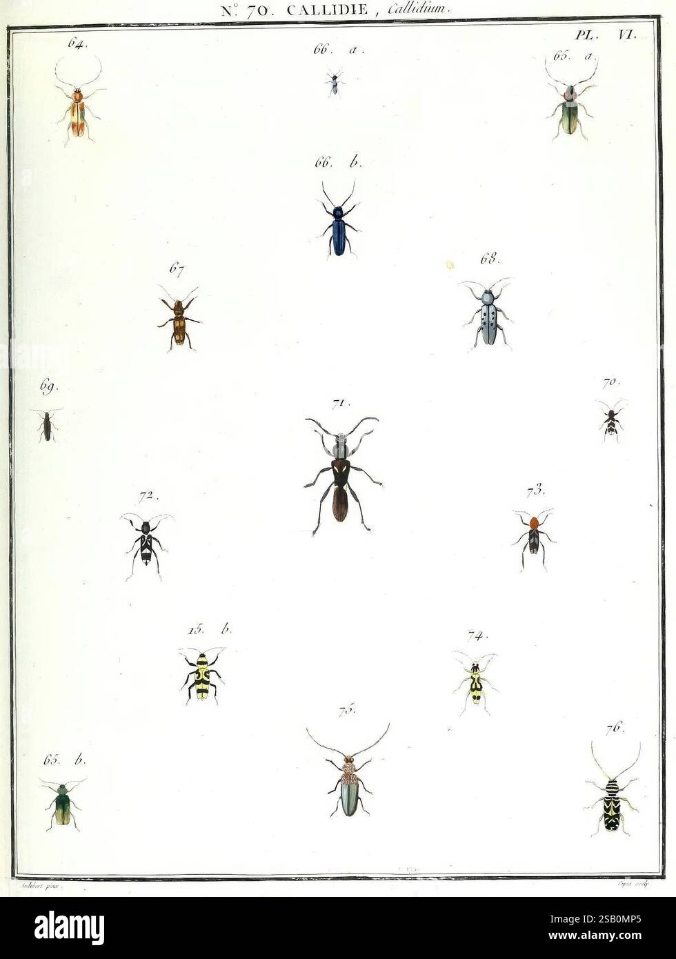 1789 1807 insects hi-res stock photography and images - Alamy