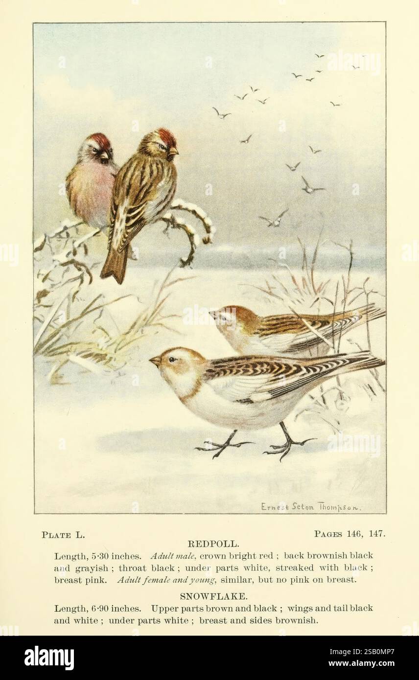 1899 birds united states museum hi-res stock photography and images - Alamy
