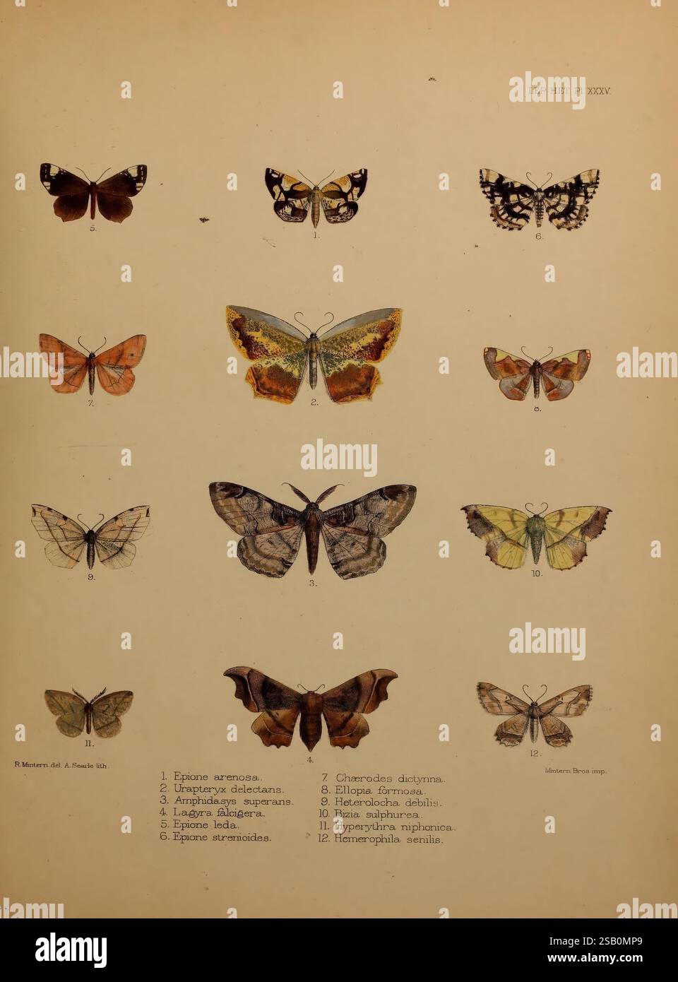 Illustrations of typical specimens of Lepidoptera Heterocera in the ...
