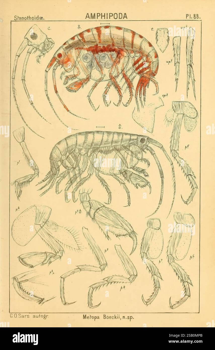 Labeled section beneath hi-res stock photography and images - Alamy