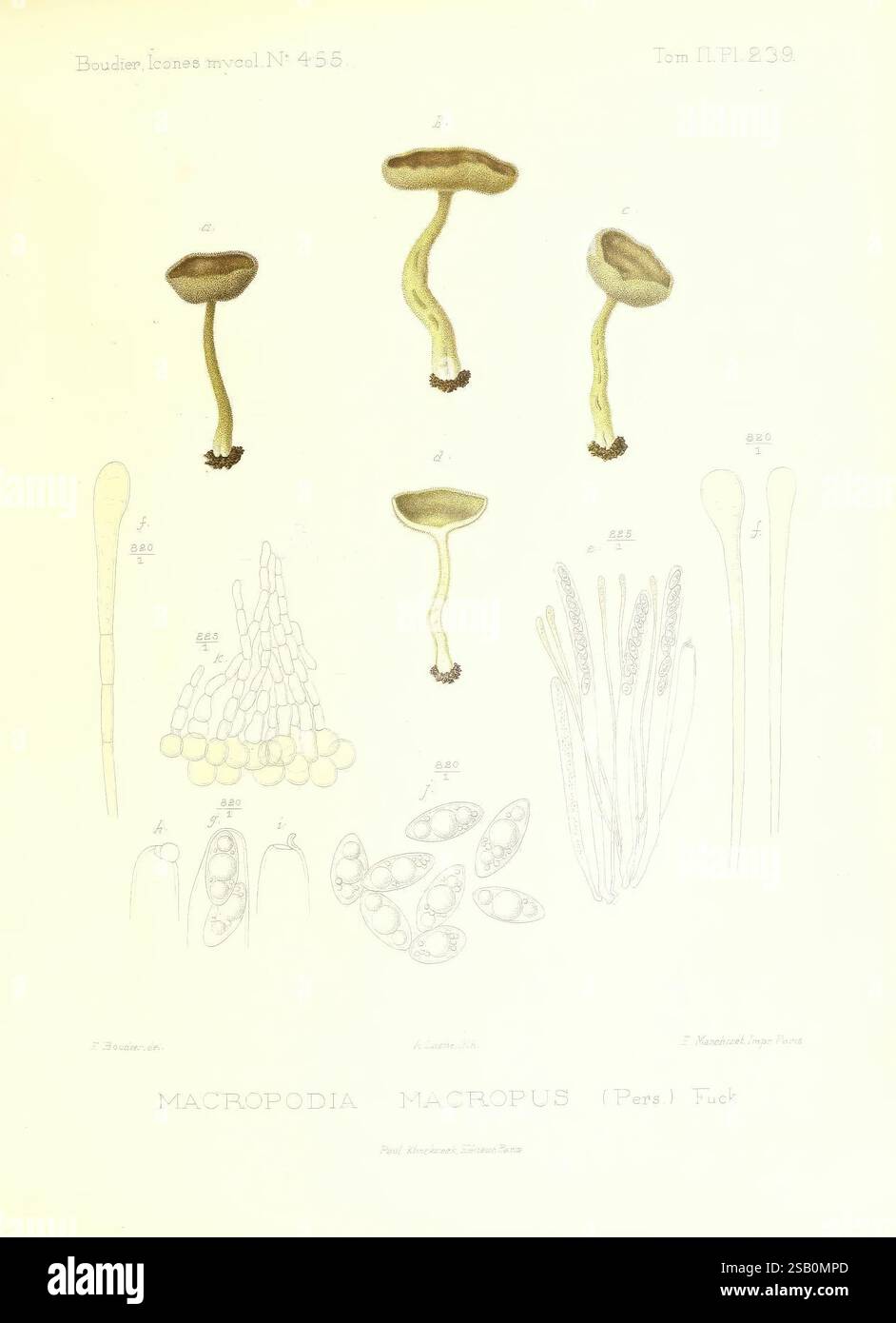 1905 1910 discomycetes france fungi mushrooms hi-res stock photography ...