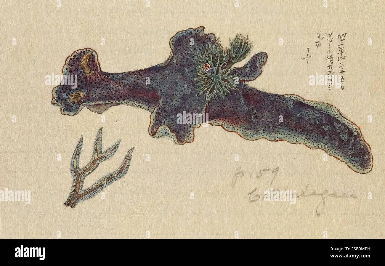 Notes and description of specimens collected on the Philippine ...