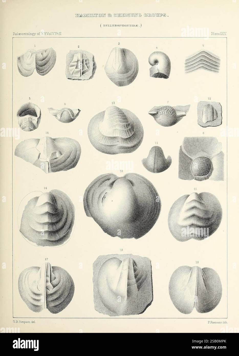 Natural, history, New York, Albany, 1842-1894, agriculture, botany ...
