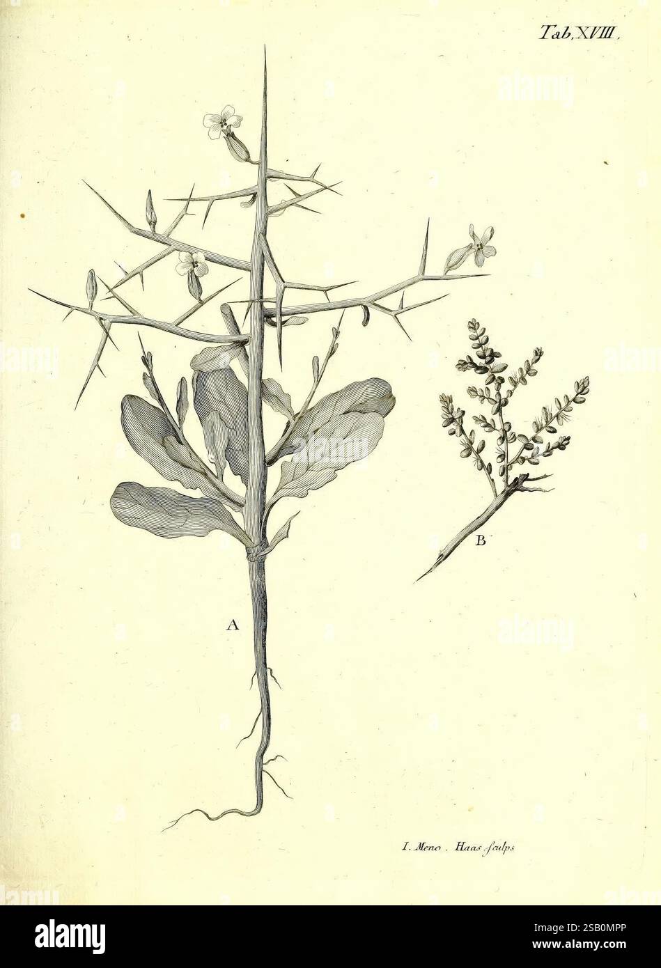 Aulae typographi hi-res stock photography and images - Alamy