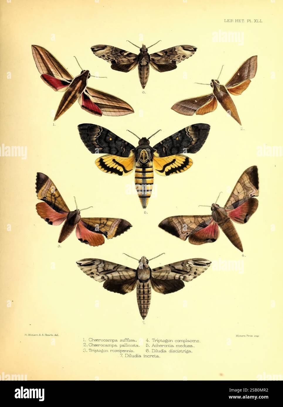 Illustrations of typical specimens of Lepidoptera, Heterocera in the ...