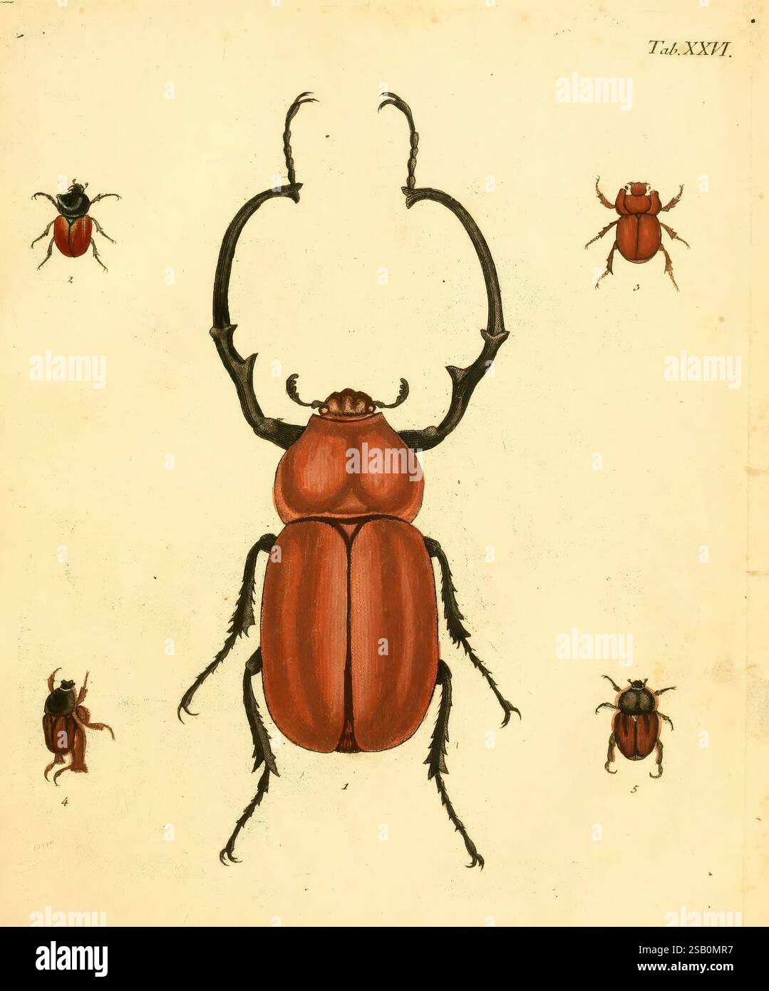 1802 1803 beetles hi-res stock photography and images - Alamy