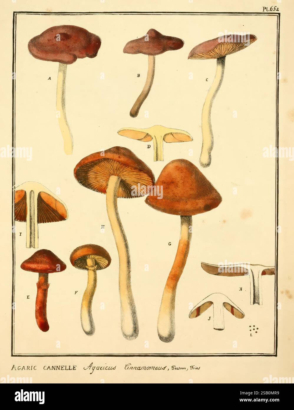 Figures des champignons, servant de supplément aux planches de Bulliard ...