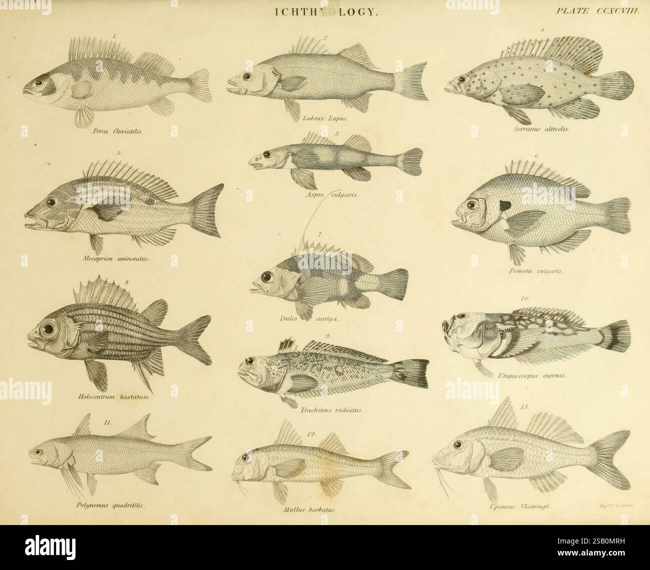 An introduction to the natural history of fishes Edinburgh, Adam and ...