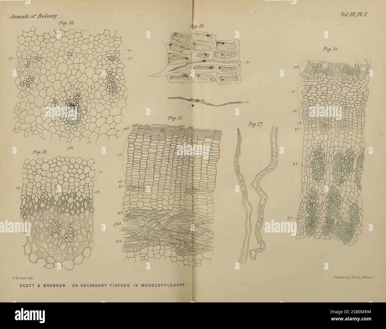 London botany periodicals plants hi-res stock photography and images ...