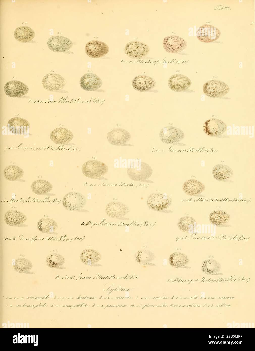Zur Fortpflanzungsgeschichte der gesammten Vögel Dresden, [1856 ...