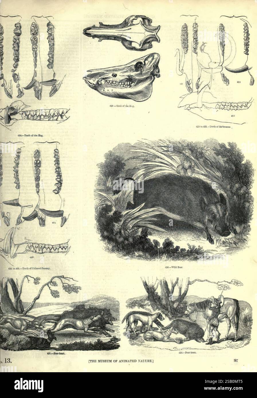 The, pictorial, museum, of, animated, nature London, C. Cox, [1844 ...