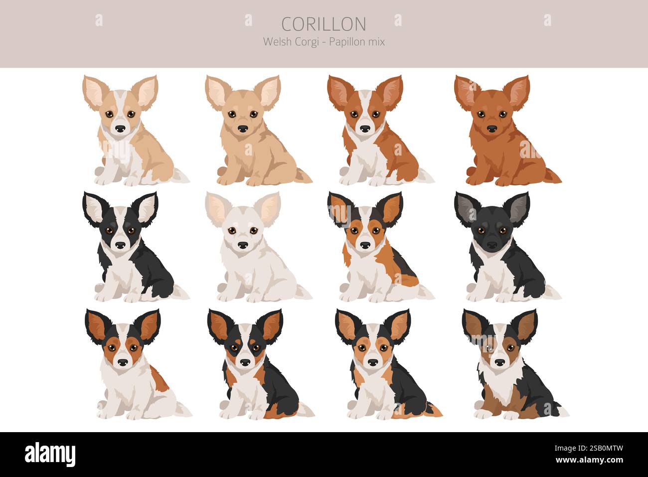 Corillon dog clipart. Welsh Corgi Papillon mix. Different coat colors ...