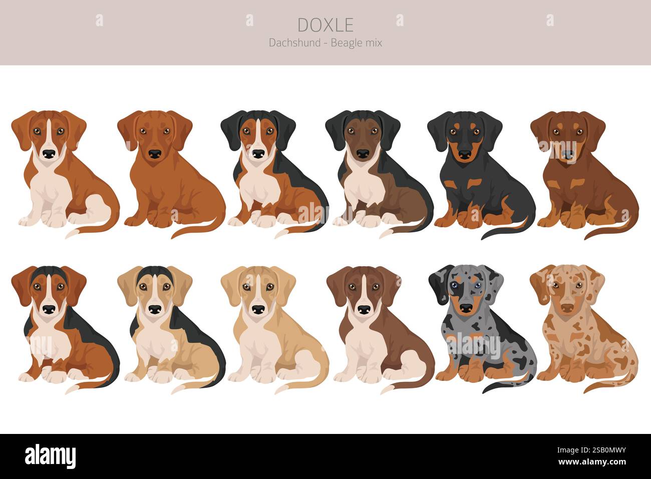 Doxle clipart. Dachshund - Beagle mix. Different coat colors set ...