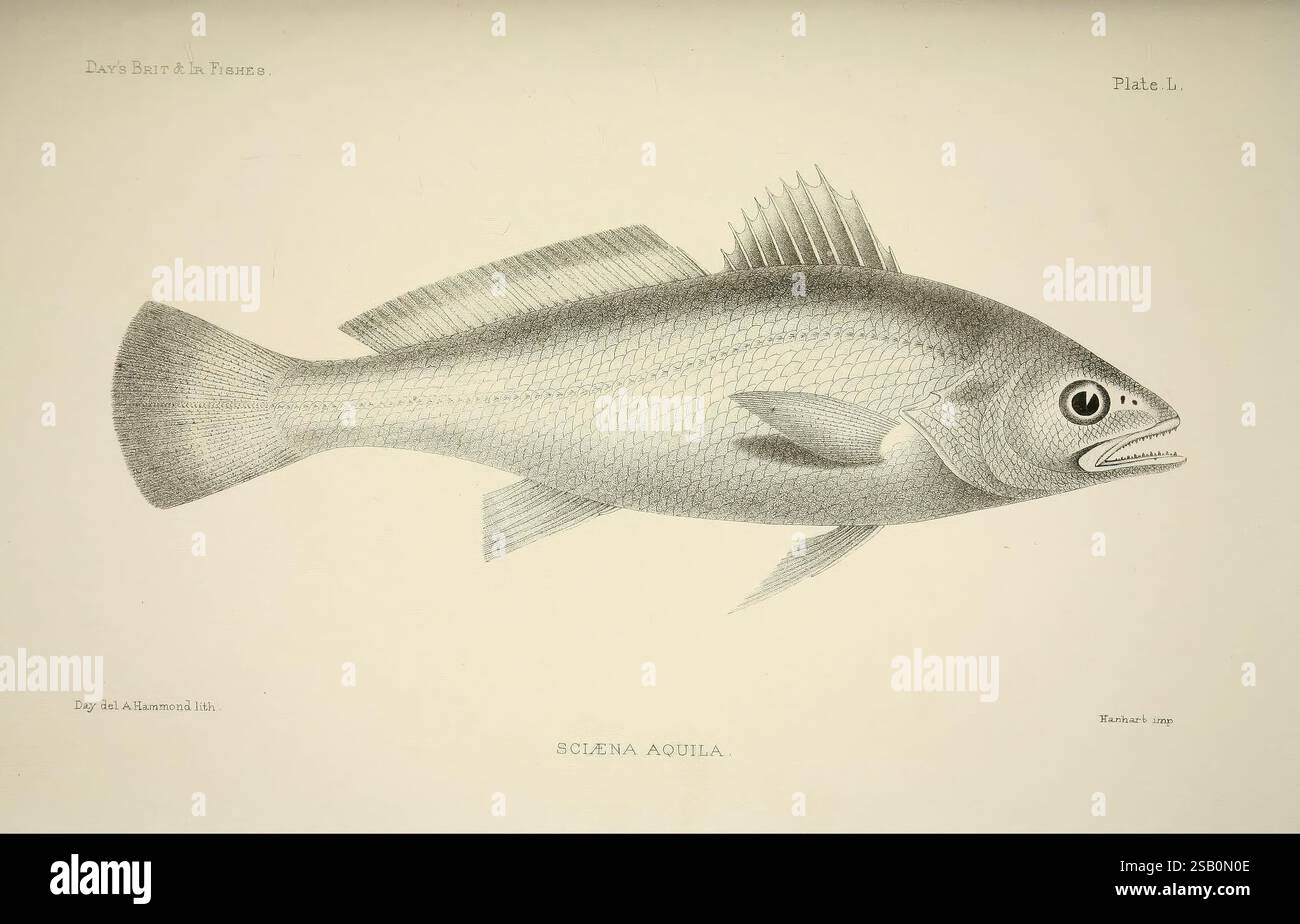 The fishes of Great Britain and Ireland Edinburgh Williams and Norgate ...