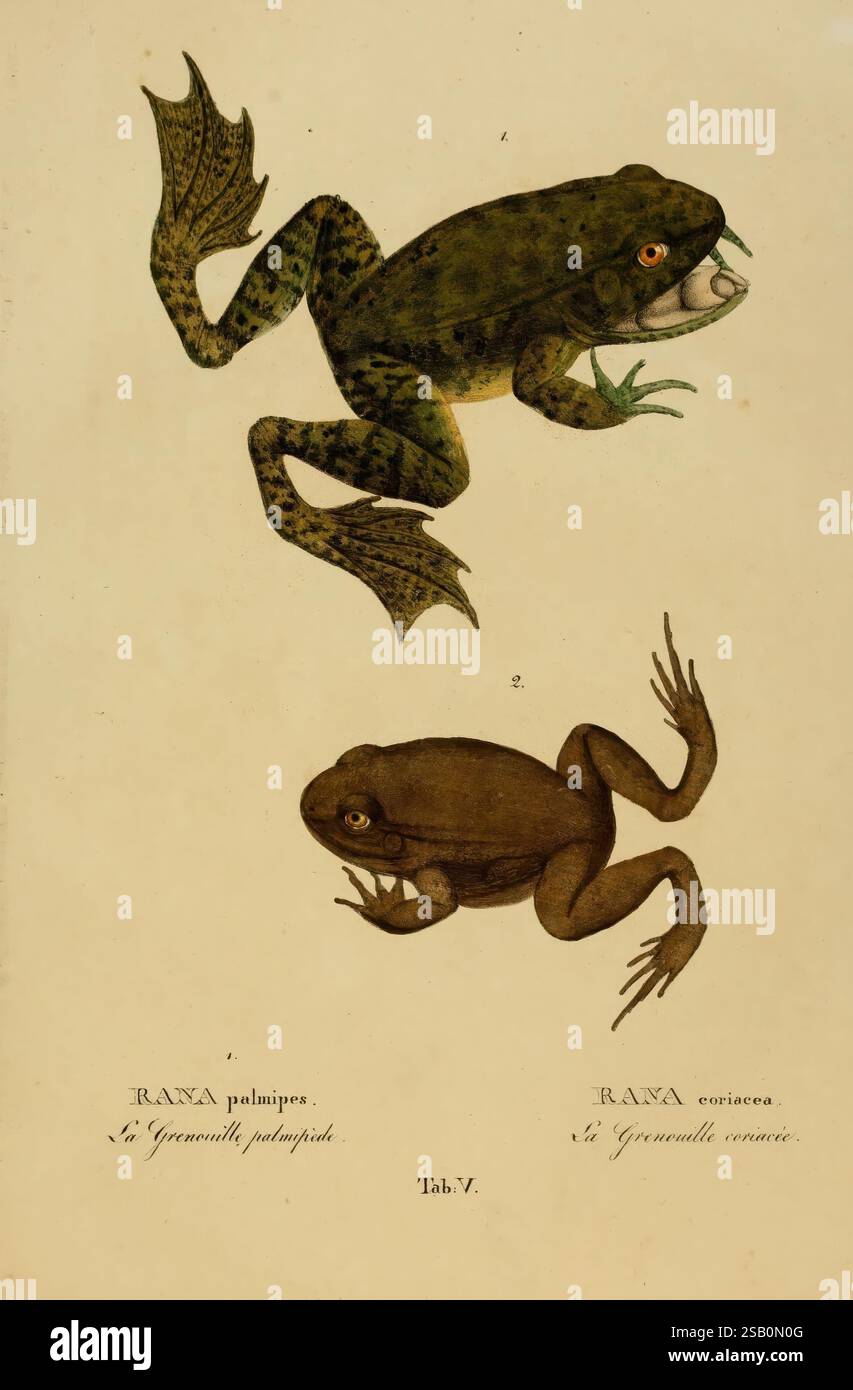 Animalia Nova Sive Species Novae Testudinum Et Ranarum Monachii F.S ...