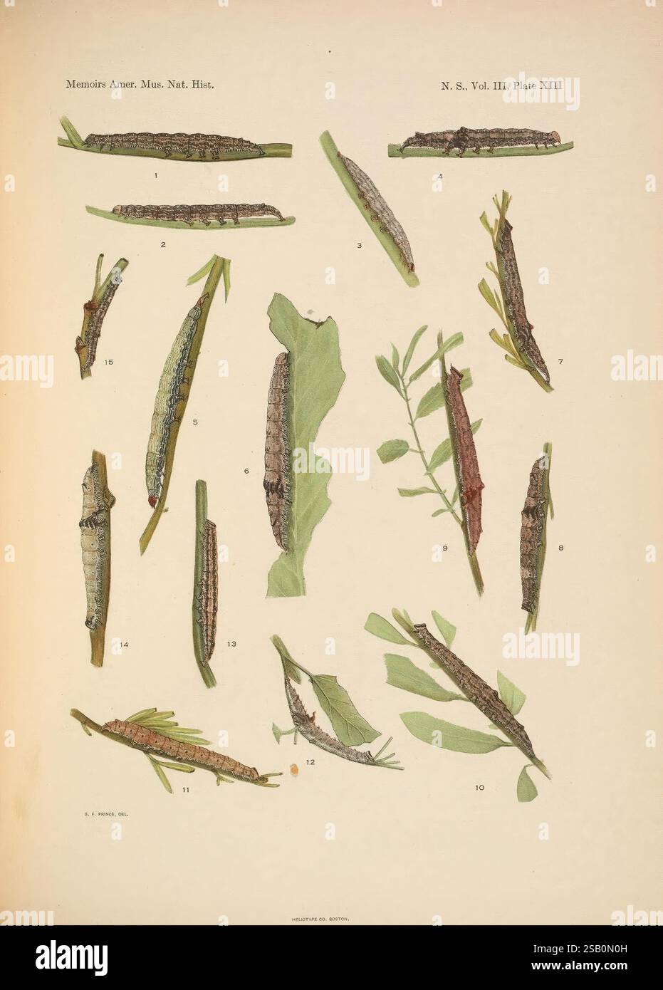 Illustrations of the North American species of the genus Catocala, New ...