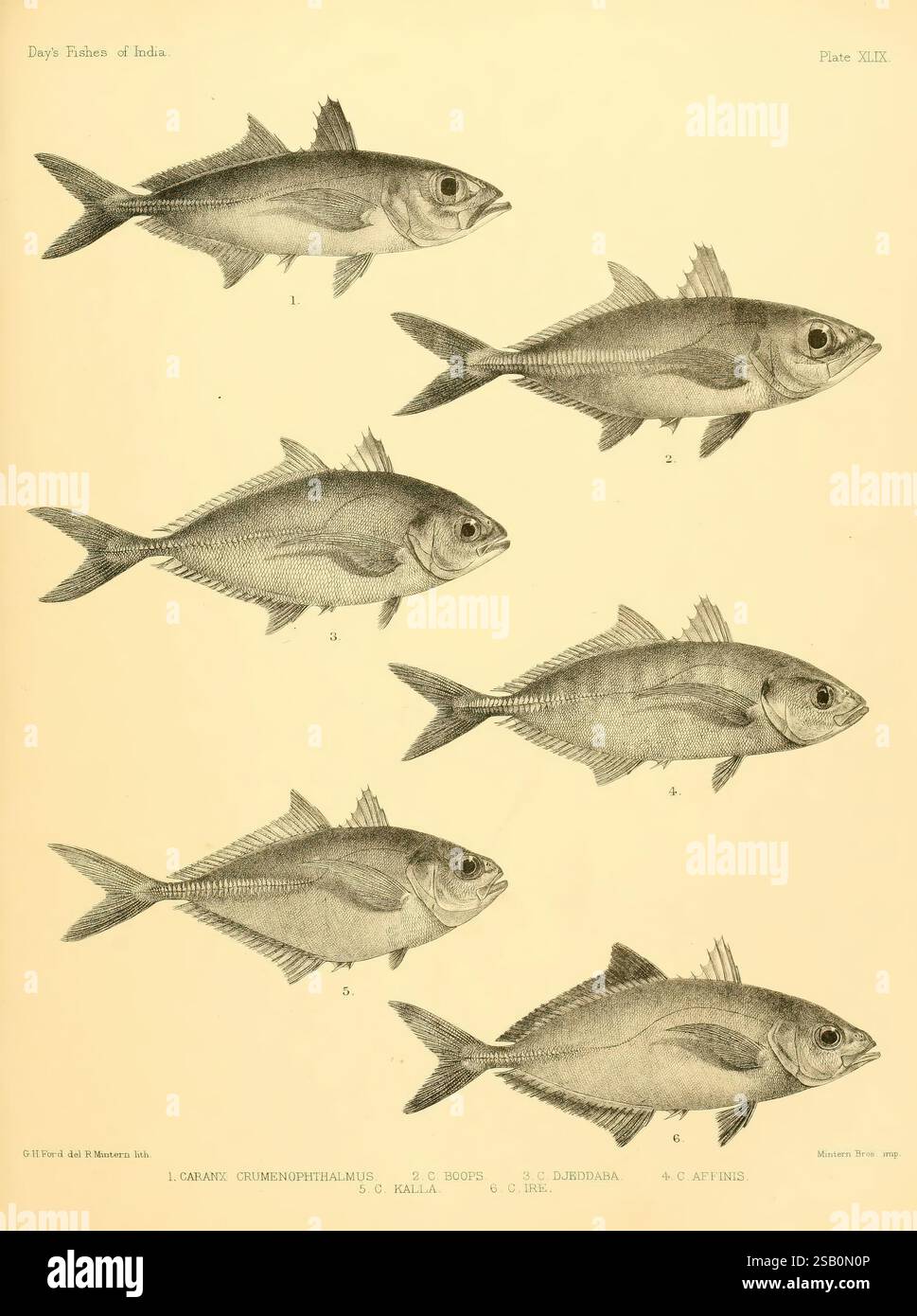 The fishes of India, [1875]-1878, India, Burma, Indian Ocean, Sri Lanka ...