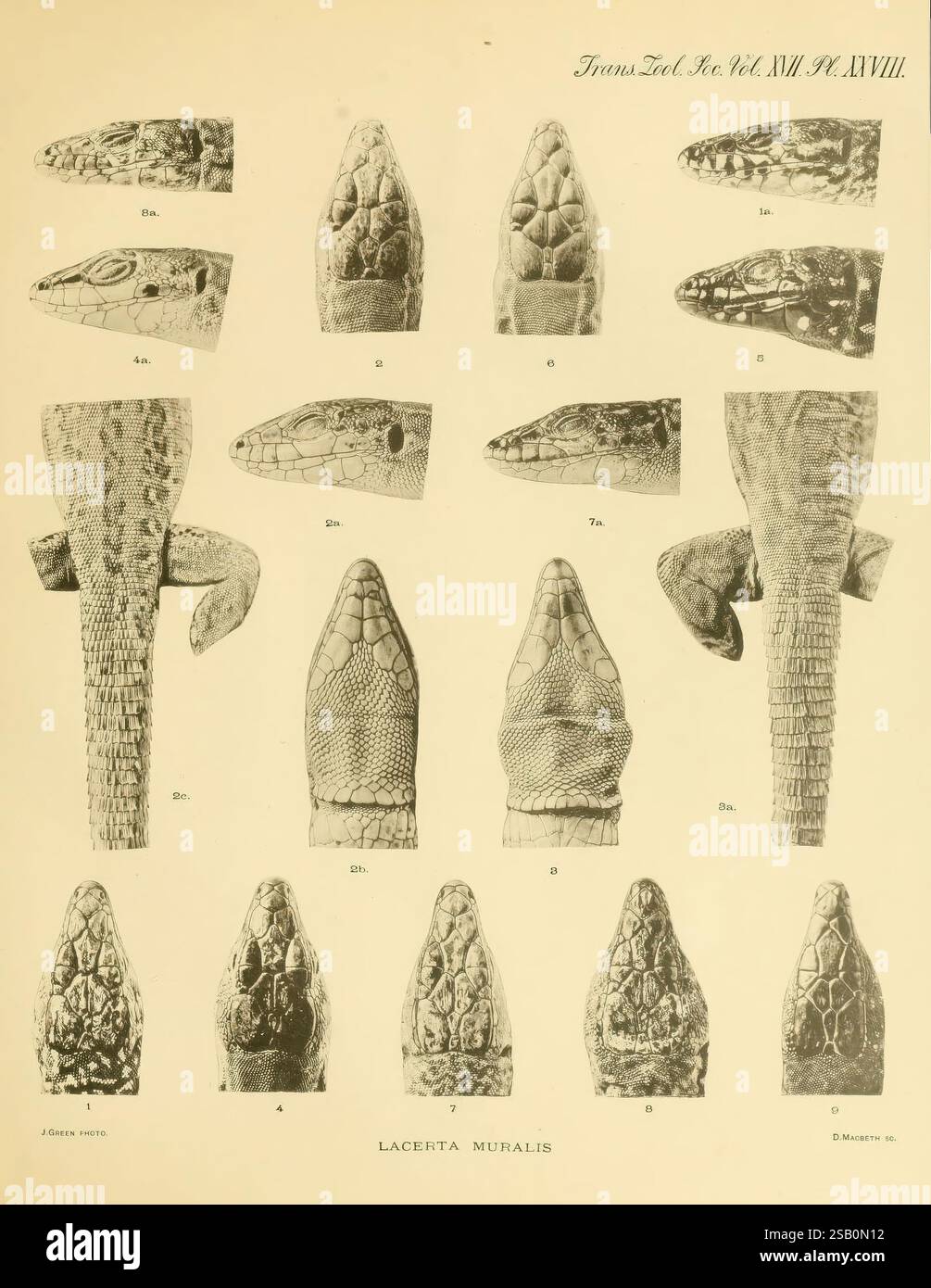 North africa london zoological society 1905 africa north europe hi-res ...