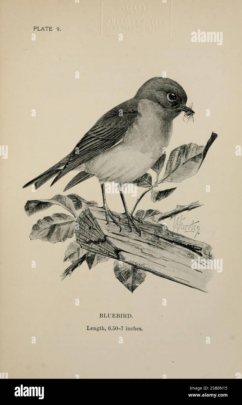 Birdcraft, New York, Macmillan Co, 1897, birds, United States, bluebird ...