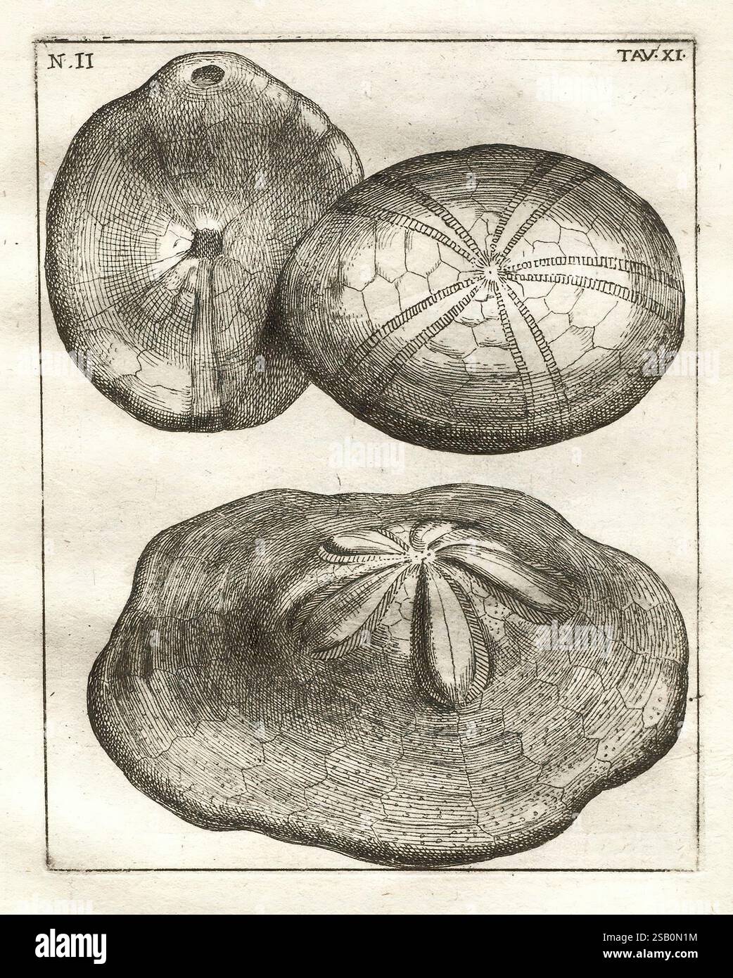 Illustration features two distinct sea urchins hi-res stock photography ...