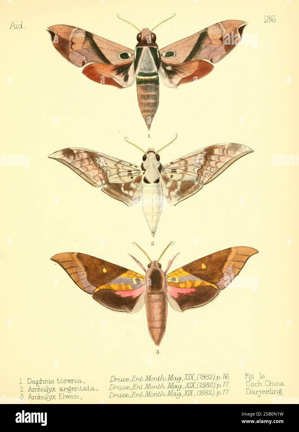 Janson 1880 90 classification insects hi-res stock photography and ...
